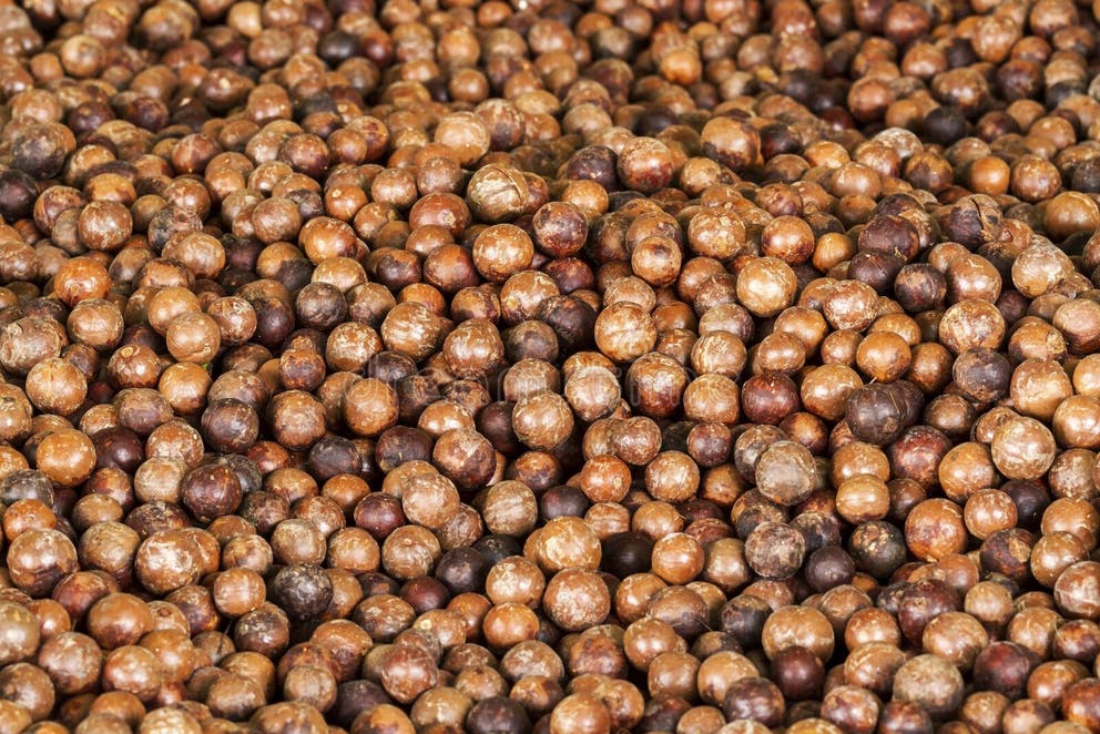 Macadamia in shell stock image. Image of healthy, industrial - 46677767