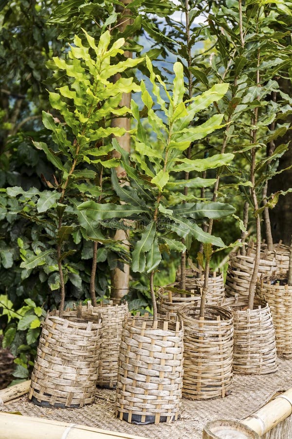 Macadamia trees stock photo. Image of plantation, seed - 46677962