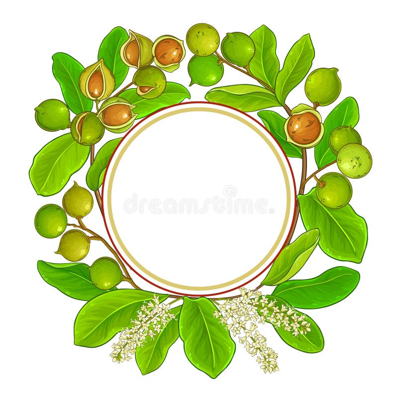 Macadamia vector frame stock vector. Illustration of naturopatic ...