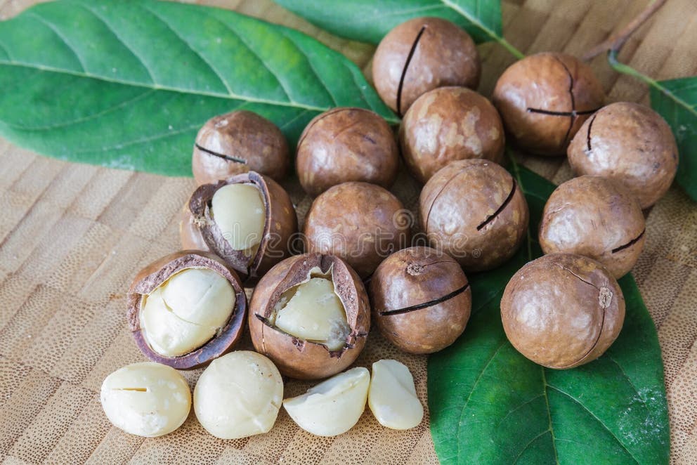 Macadamia on wood table. stock image. Image of natural - 49114733
