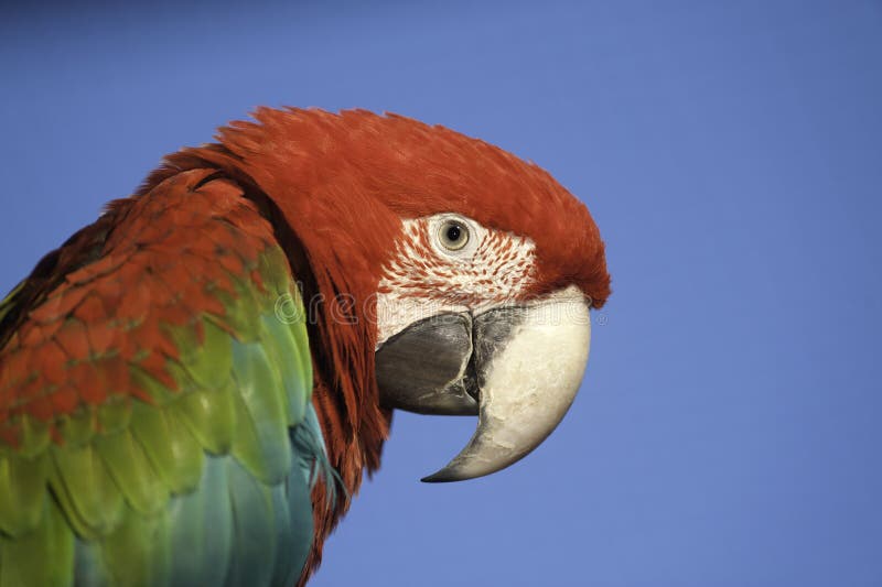 Macae portrait. stock photo. Image of beautiful, beak - 20979394