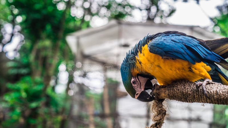 Macao Bird stock image. Image of close, colorful, beak - 63738771