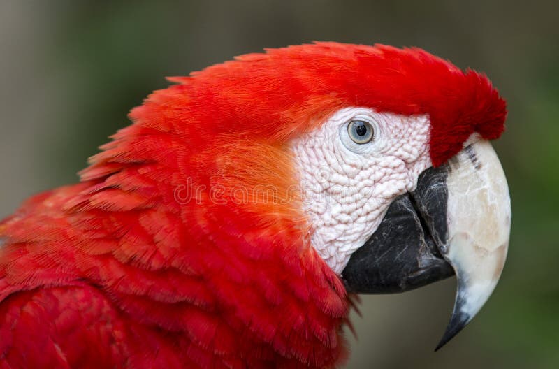 Macao bird in Mexico stock photo. Image of tropical, tulum - 88958366