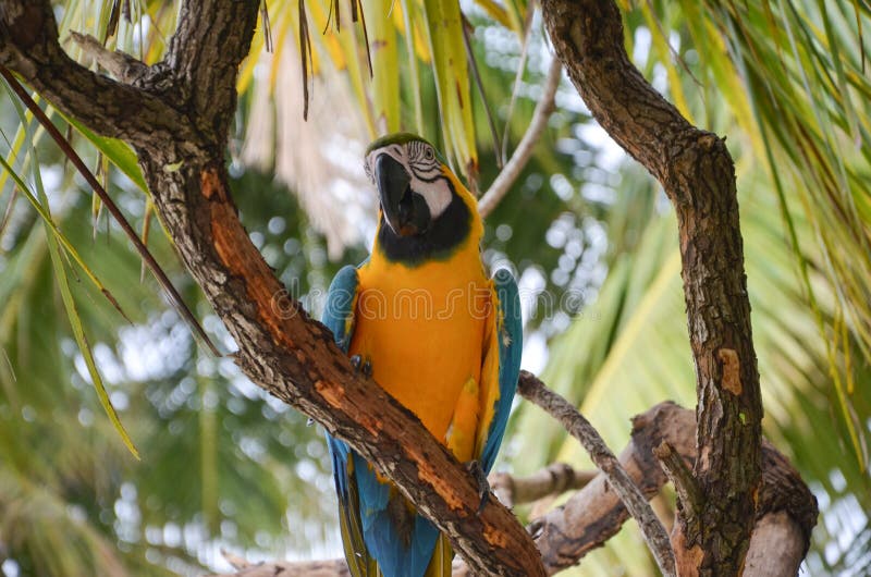 Makao Parrot Stock Photos - Free & Royalty-Free Stock Photos from ...