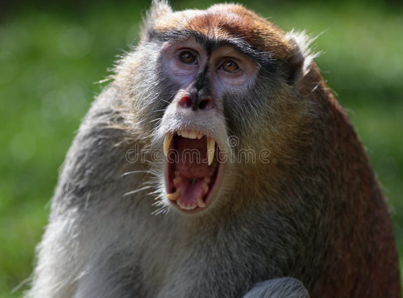 Shocked stock image. Image of impressed, forested, facial - 30790107