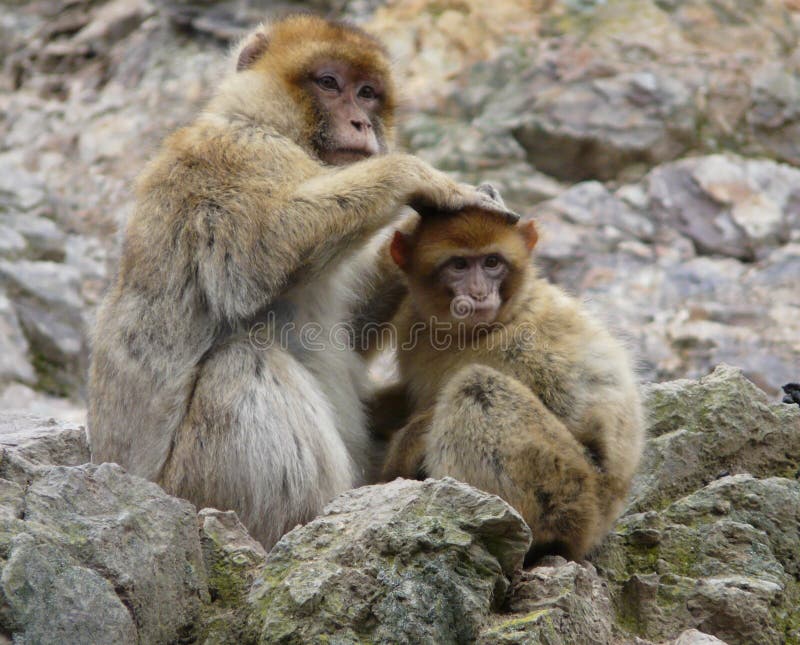 Monkeys whispering secrets stock image. Image of chitchat - 3133709