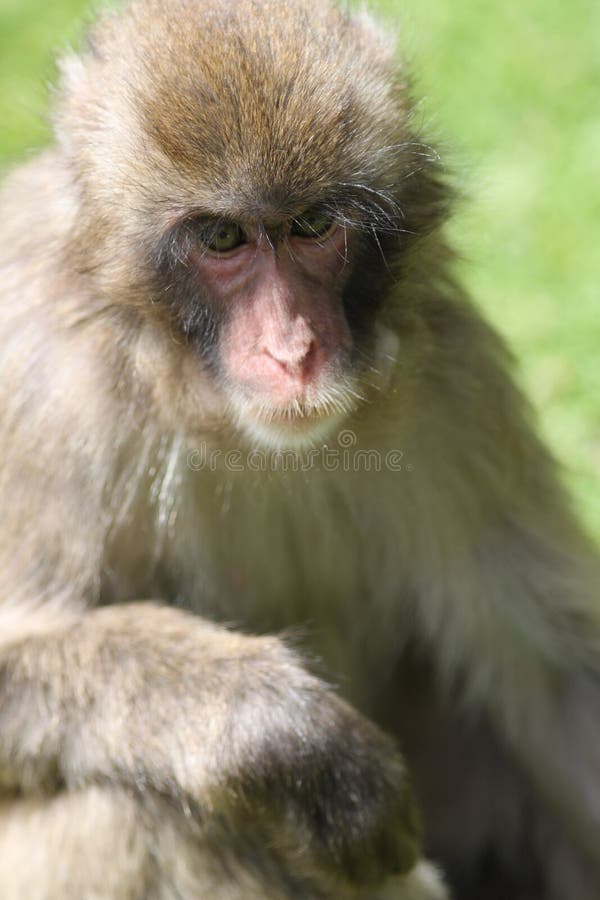 Macaque stock photo. Image of mammal, monkey, world, makake - 14320802