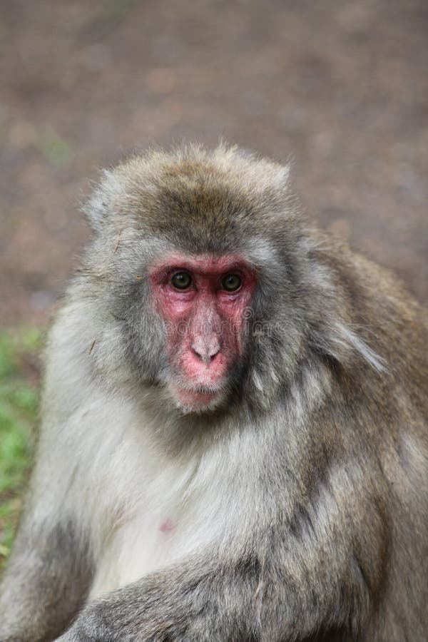 Macaque stock image. Image of primate, world, wildlife - 14320931