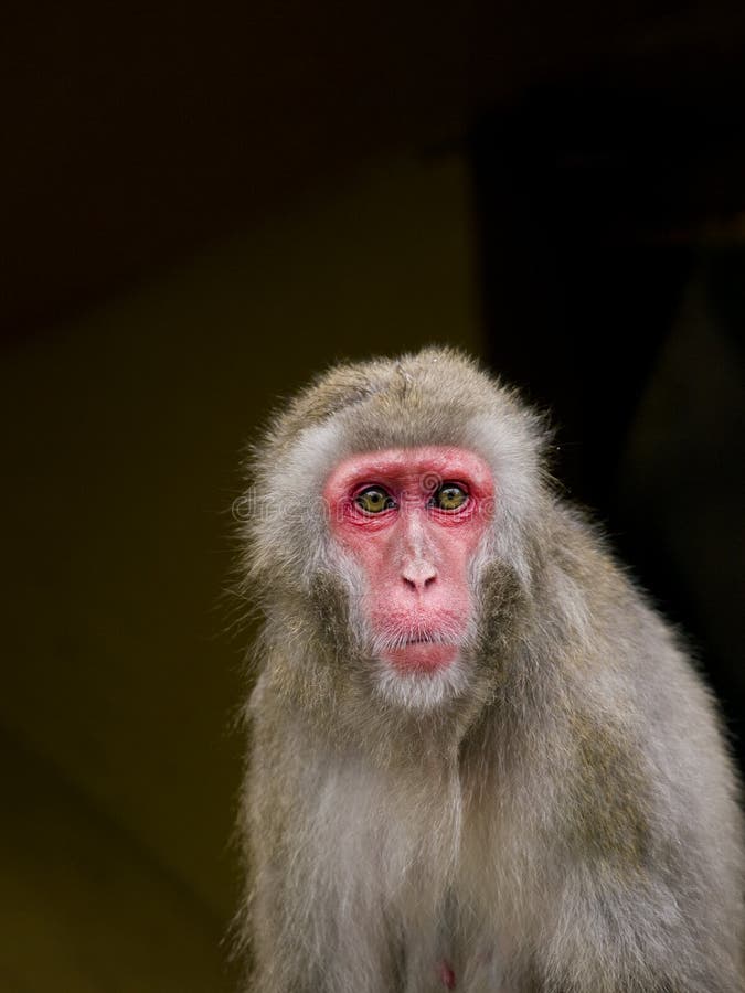 Macaque stock photo. Image of habitat, japan, macaca - 18668492