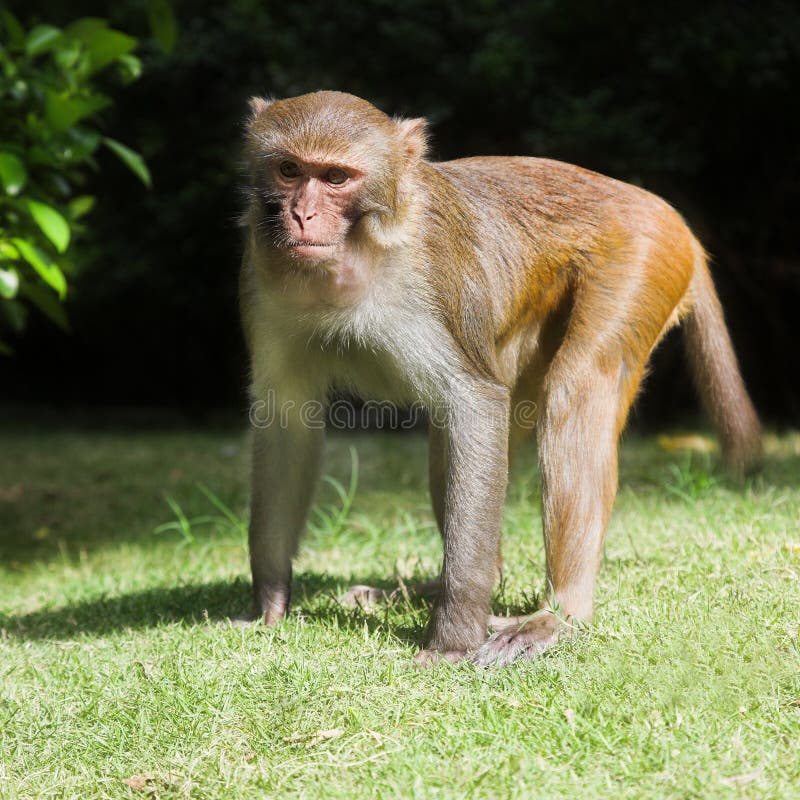 Macaque stock image. Image of wild, eyes, tropical, plant - 18933725