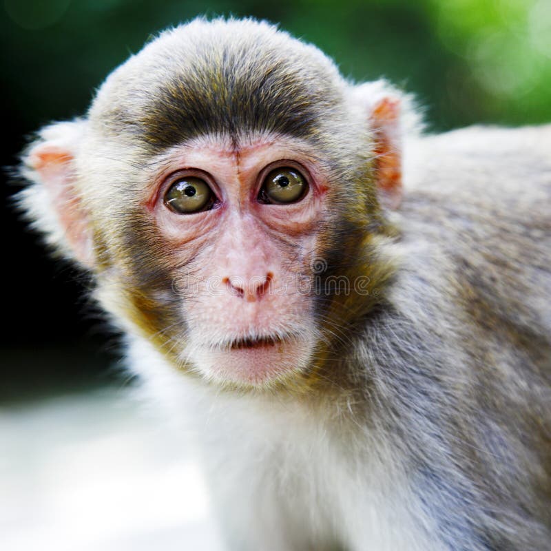 Macaque stock photo. Image of brown, expression, asian - 19274146