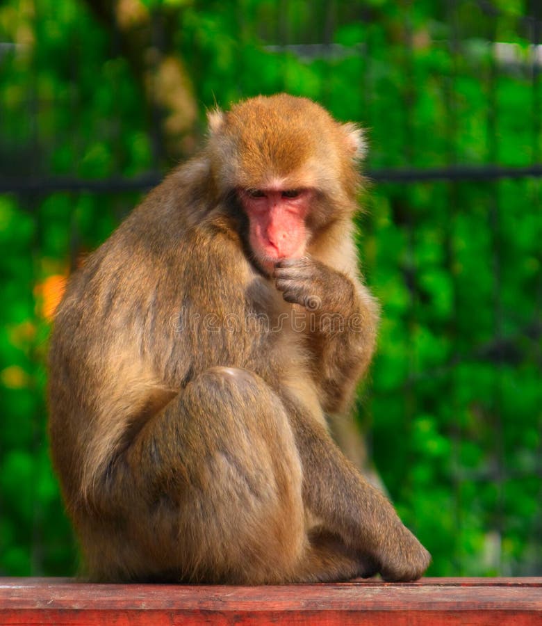 Happy Laughing Macaque Monkey Stock Photo - Image of happy, monkey ...