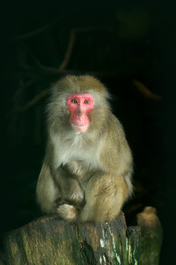 Der Affe Gibt Den Leuten Den Mittelfinger Stockfoto - Bild von afrika ...