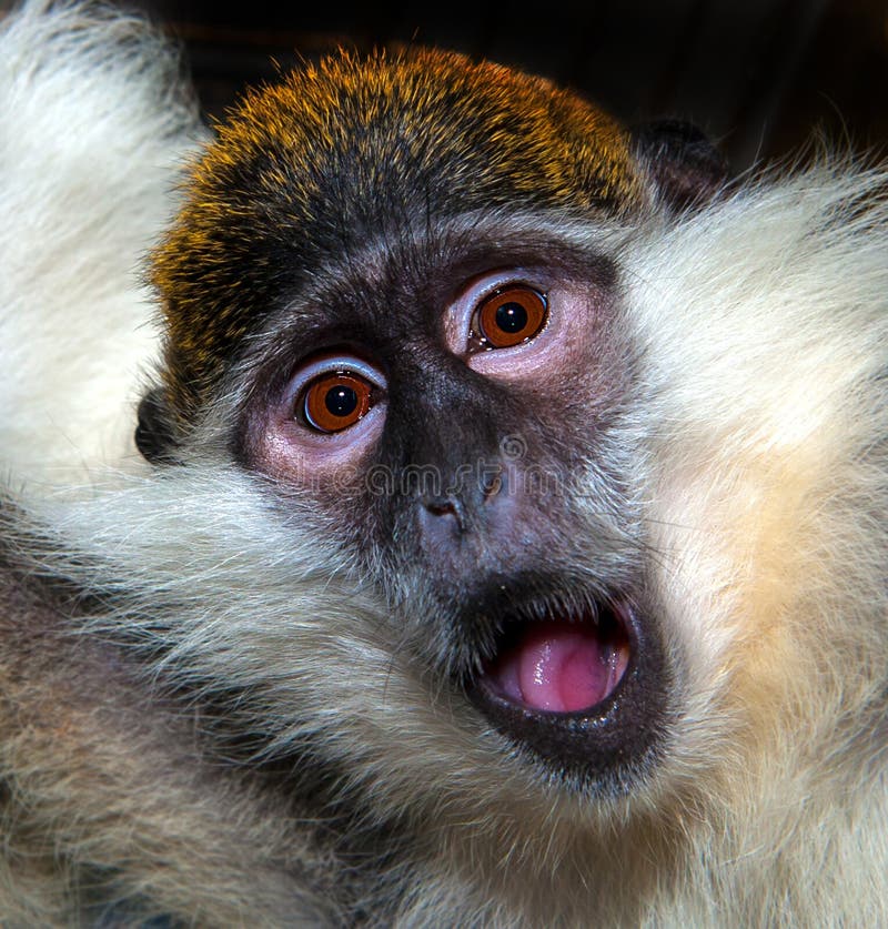 Macaque stock image. Image of monkey, habitat, animal - 45960933