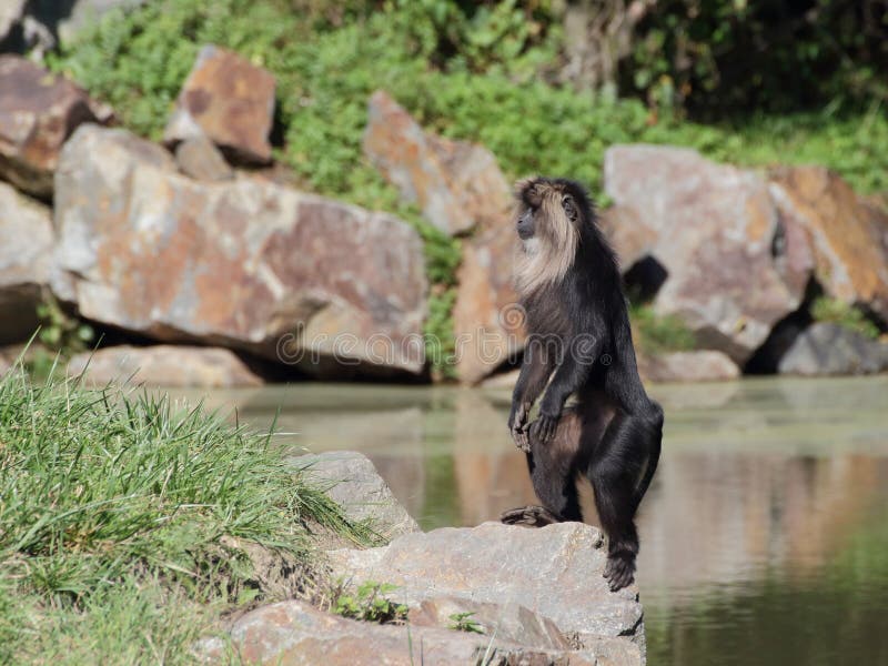 Macaque Alert on the Rock - Side View Stock Photo - Image of legs ...