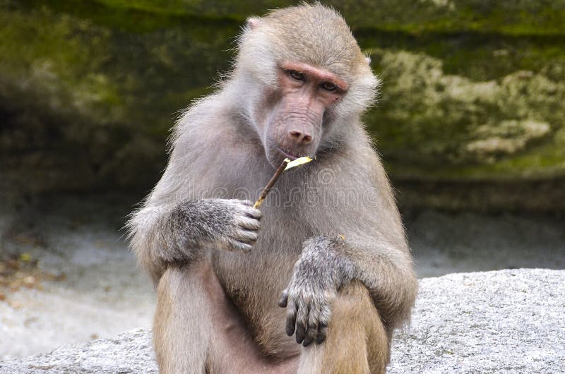 Macaque Ape Sitting and Looking at the Camera Stock Image - Image of ...