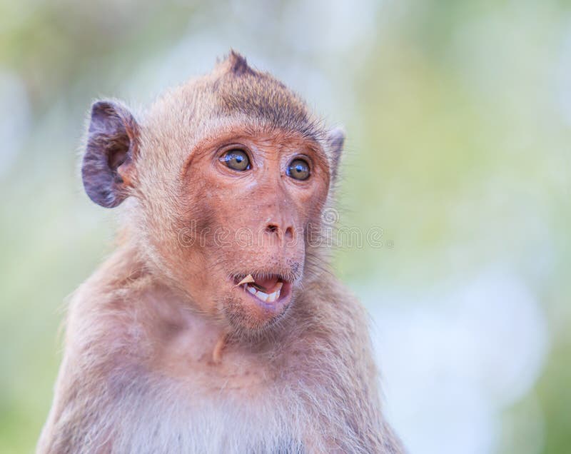 Macaque stock photo. Image of creature, eating, green - 57973792