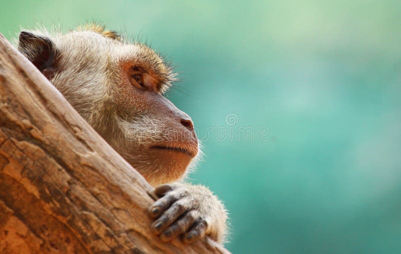 Macaque stock photo. Image of tree, macaque, monkey, branch - 47557192