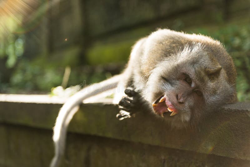 Macaque with big teeth stock photo. Image of primate - 33333428