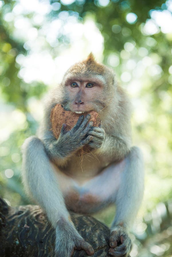 174 Monkey Eat Coconut Stock Photos - Free & Royalty-Free Stock Photos ...