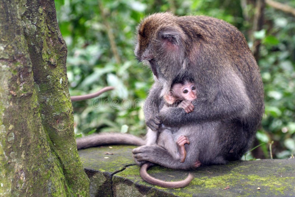 Macaco con su cría imagen de archivo. Imagen de primate - 14994643