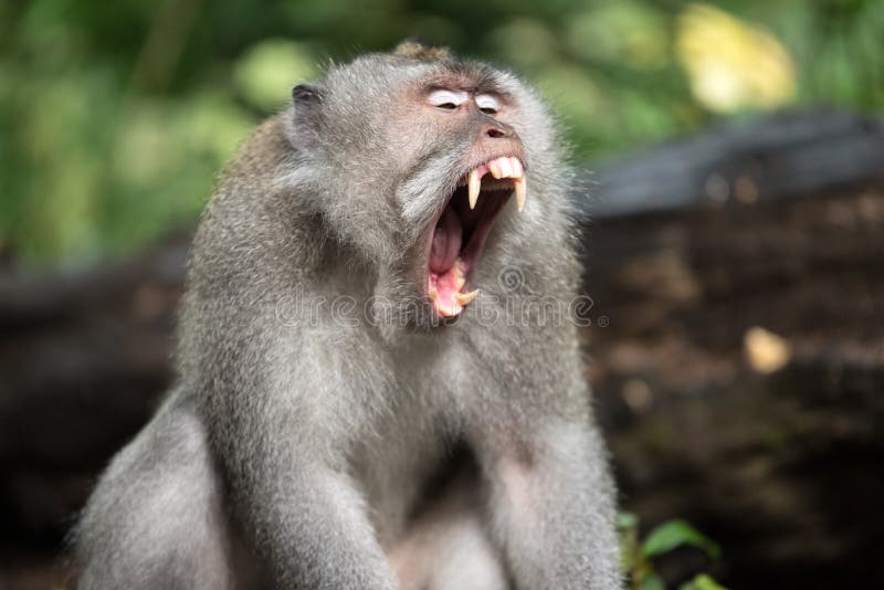101 Macaco Gritando Fotos - Fotos de Stock Gratuitas e Fotos Royalty ...