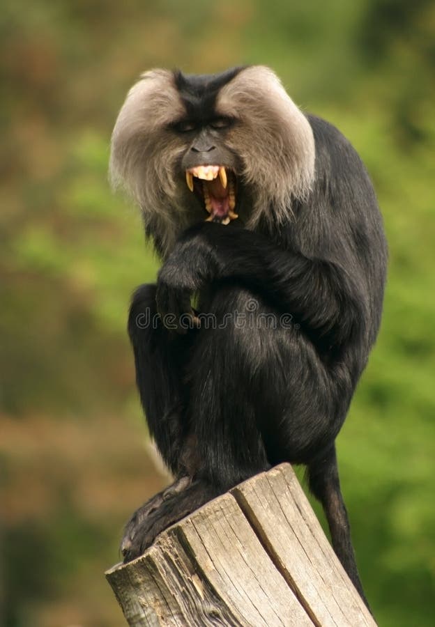 Macaque De Liontail Do Macaco, Leão-atado Foto de Stock - Imagem de ...