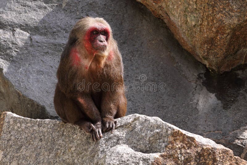 Macaque do urso imagem de stock. Imagem de urso, macaco - 20135979