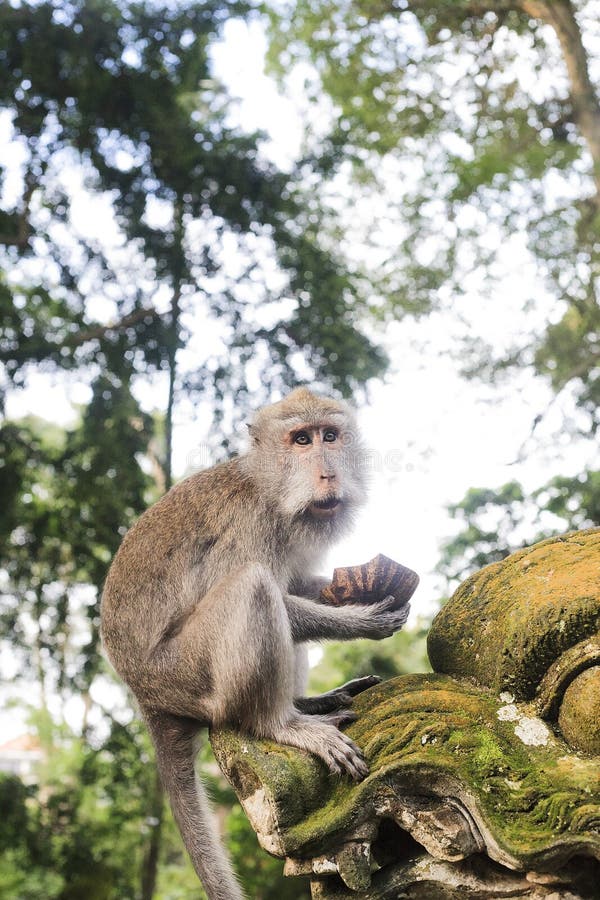 Macaque Eating Coconut in Ubud Monkey Forest, Bali Stock Image - Image ...
