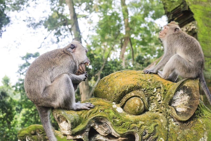 Macaque Eating Coconut in Ubud Monkey Forest, Bali Stock Image - Image ...