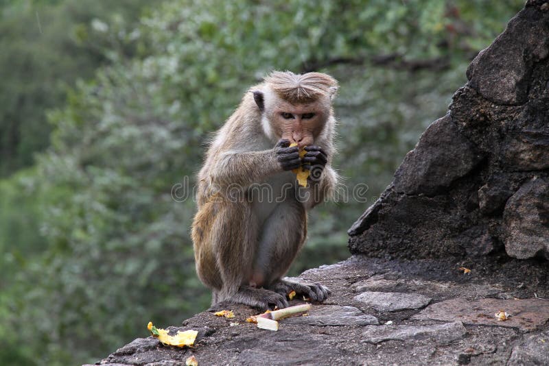 Macaque Eating stock photo. Image of nature, animal - 101878442