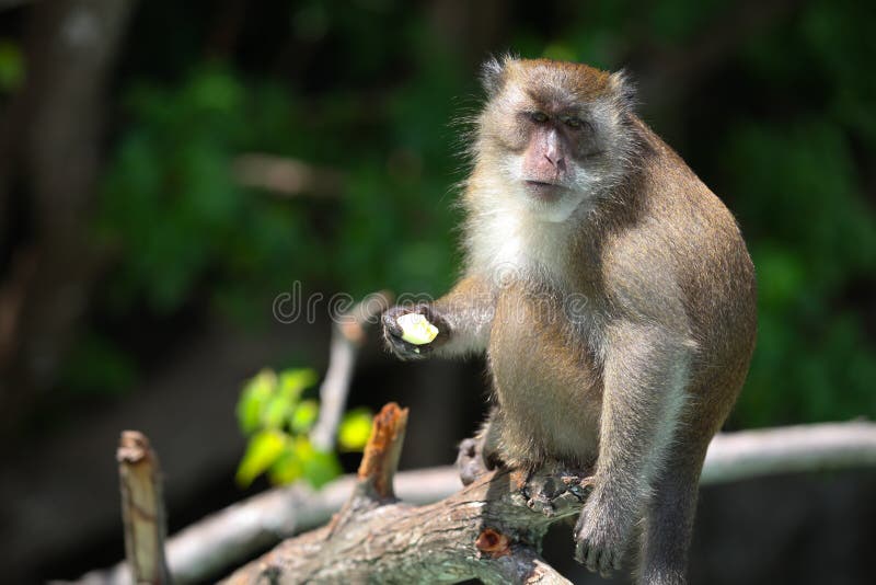 Macaque Eating a Fruit, Thailand Stock Photo - Image of cute, funny ...
