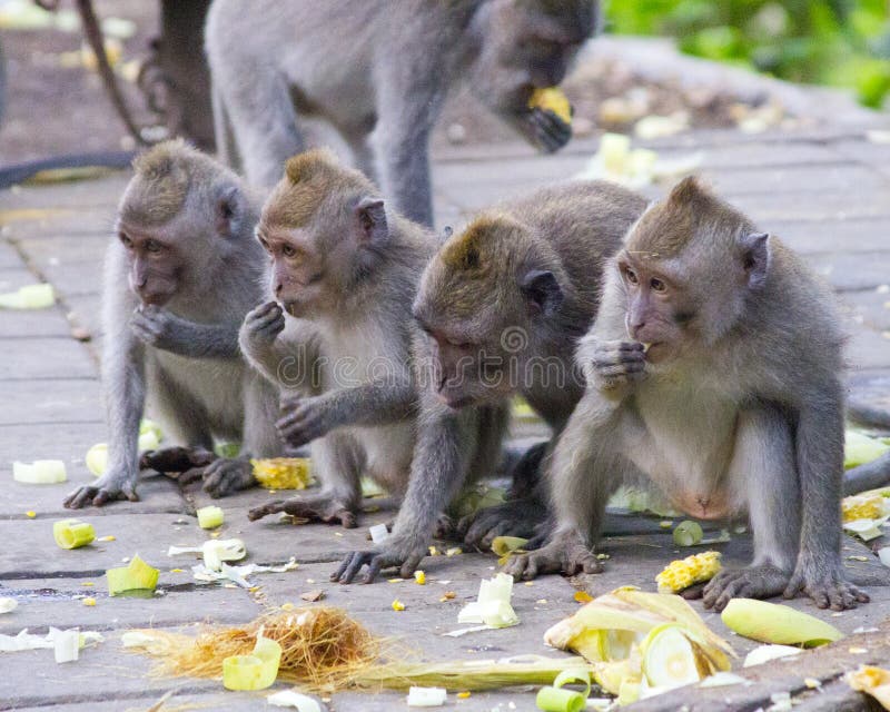Macaques Eating a Food Inside a Tuk Tuk Parked in Thangamale Sanctuary ...