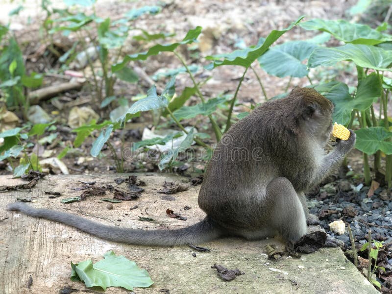 Macaque Eats Holding Something in His Hands and Eats Food while Sitting ...