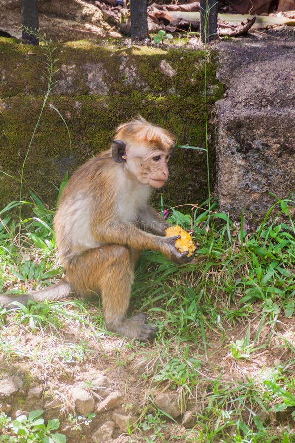 Monkey eating raw mango stock photo. Image of animal - 33217938