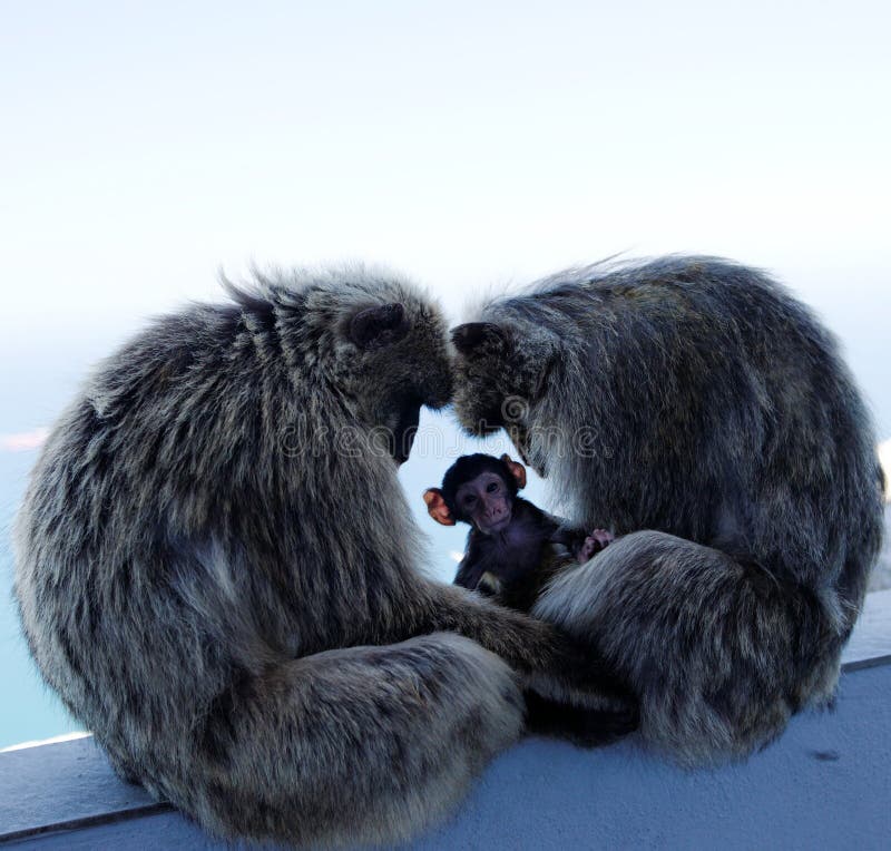 Macaque Family stock image. Image of family, mother, mammal - 17793213