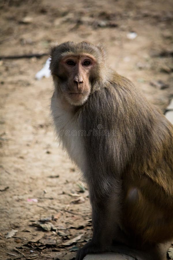 Macaque, Fauna, Primate, New World Monkey Stock Image - Image of snout ...