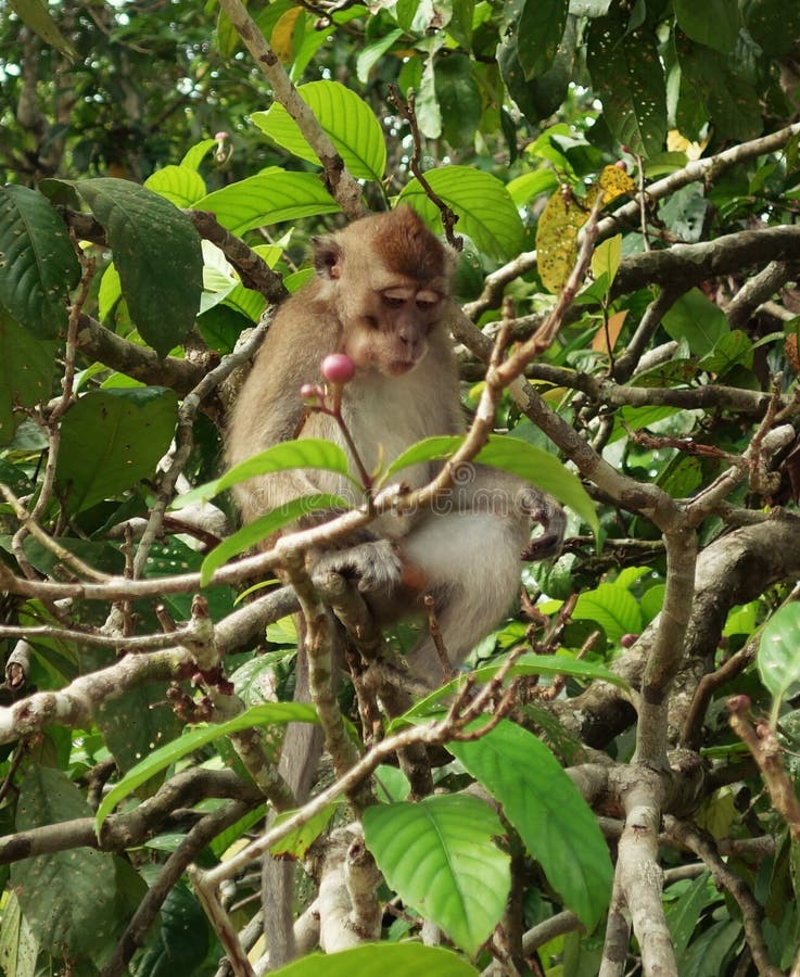 Macaque feeding in tree stock image. Image of mother - 209517575