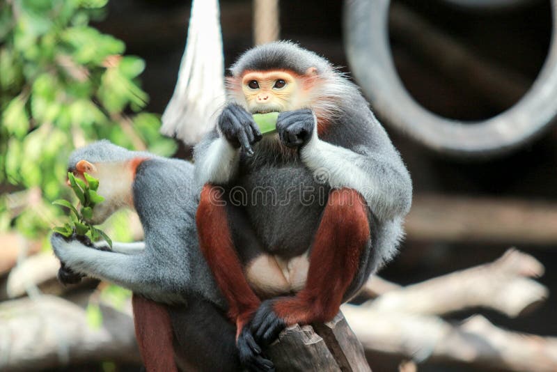 Macaque five color stock photo. Image of bangkok, sits - 65124728
