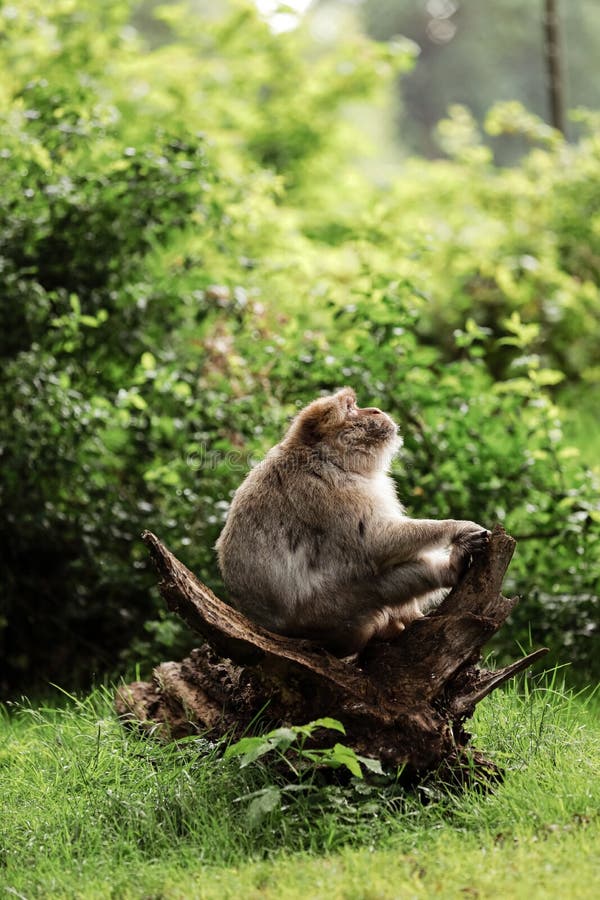 Macaque on the Grass. Little Popular Monkey Stock Photo - Image of ...