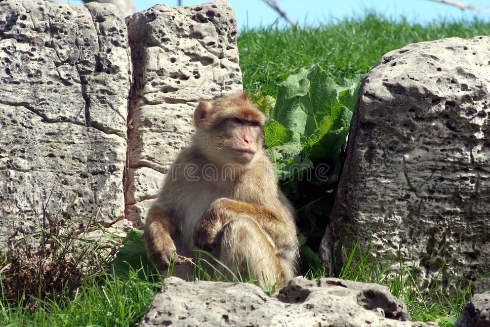 Macaque japonés imagen de archivo. Imagen de macaca, mono - 254125