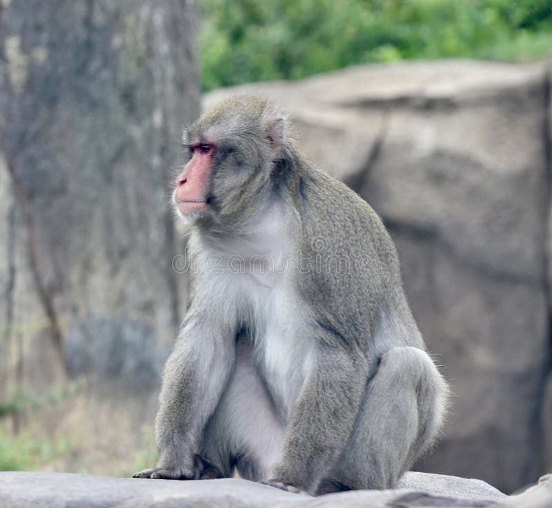 Macaque japonais image stock. Image du japonais, personne - 33507741