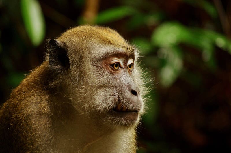 Macaque in the jungle stock photo. Image of nose, look - 91579954