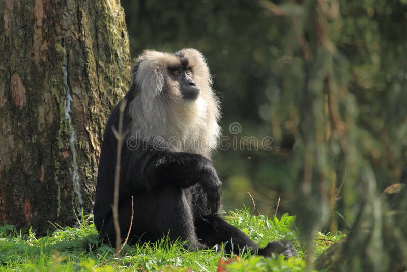 Macaco De Cauda De Leão Com Boca Aberta Foto de Stock - Imagem de ...