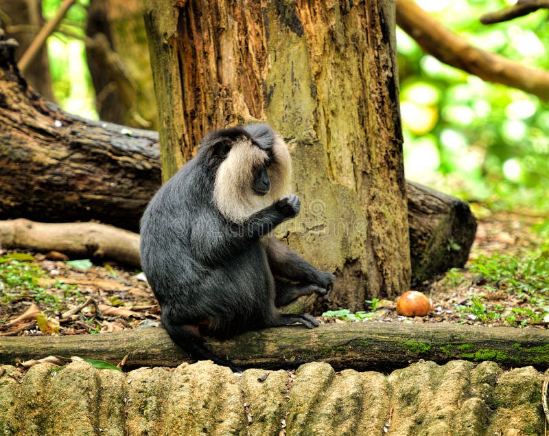 Macaco Indiano Psto Em Perigo, Endémico Macaque Leão-atado Foto de ...