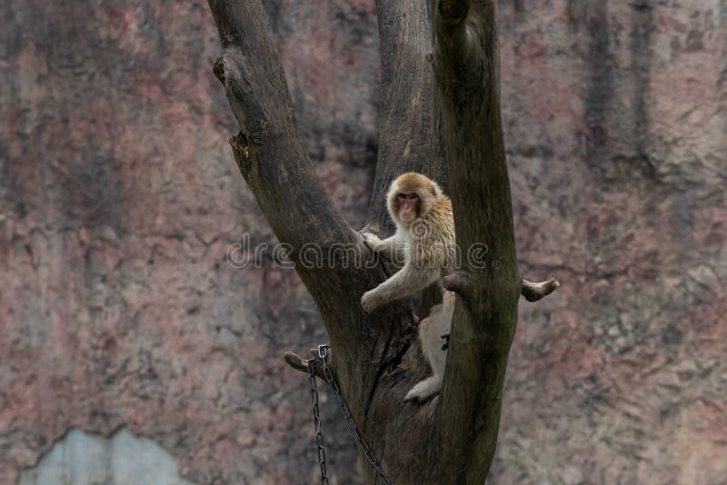 Macaque-Macaca mulatta stock image. Image of four, cheek - 115944745