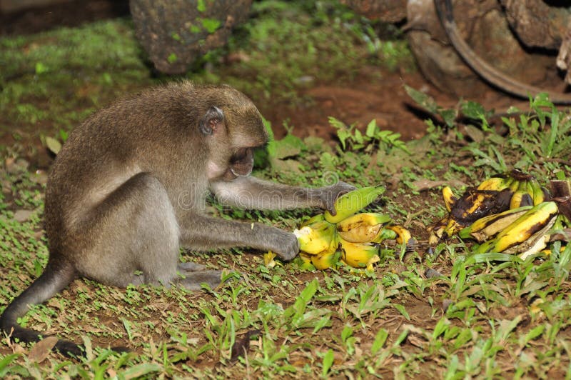 Macaque, Macaco De La India (mulatta Del Macaca) Imagen de archivo ...