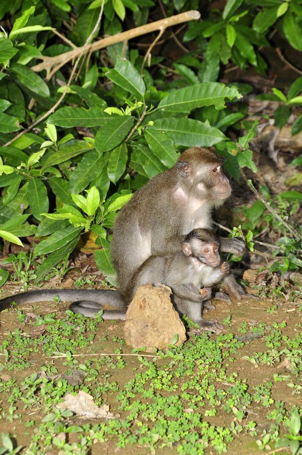 Macaque, Macaco De La India (mulatta Del Macaca) Foto de archivo ...