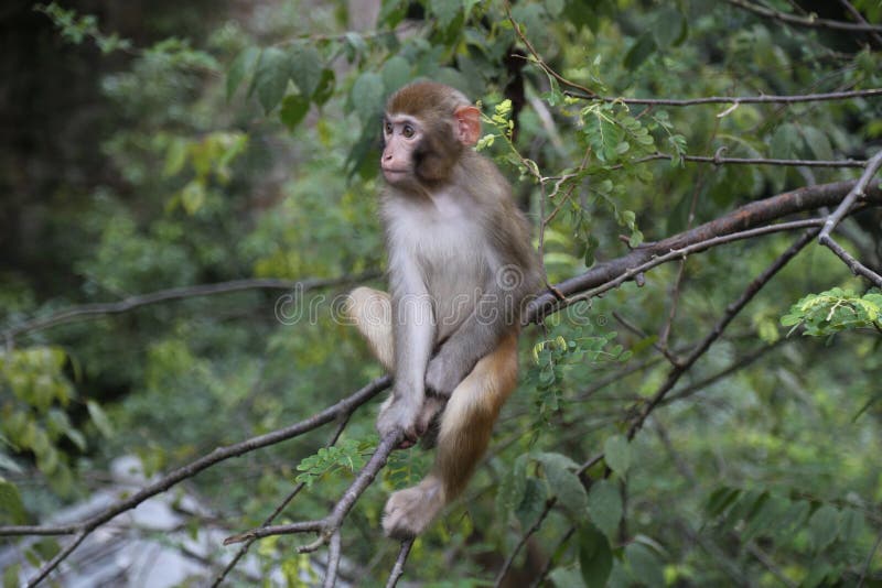 Macaque stock photo. Image of organism, outside, branch - 76661988
