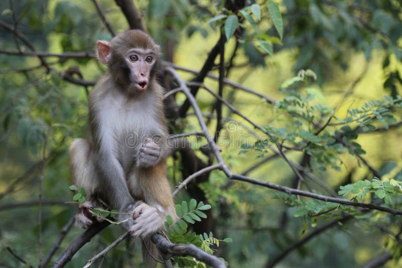 Macaque stock photo. Image of outside, furry, primate - 76662140